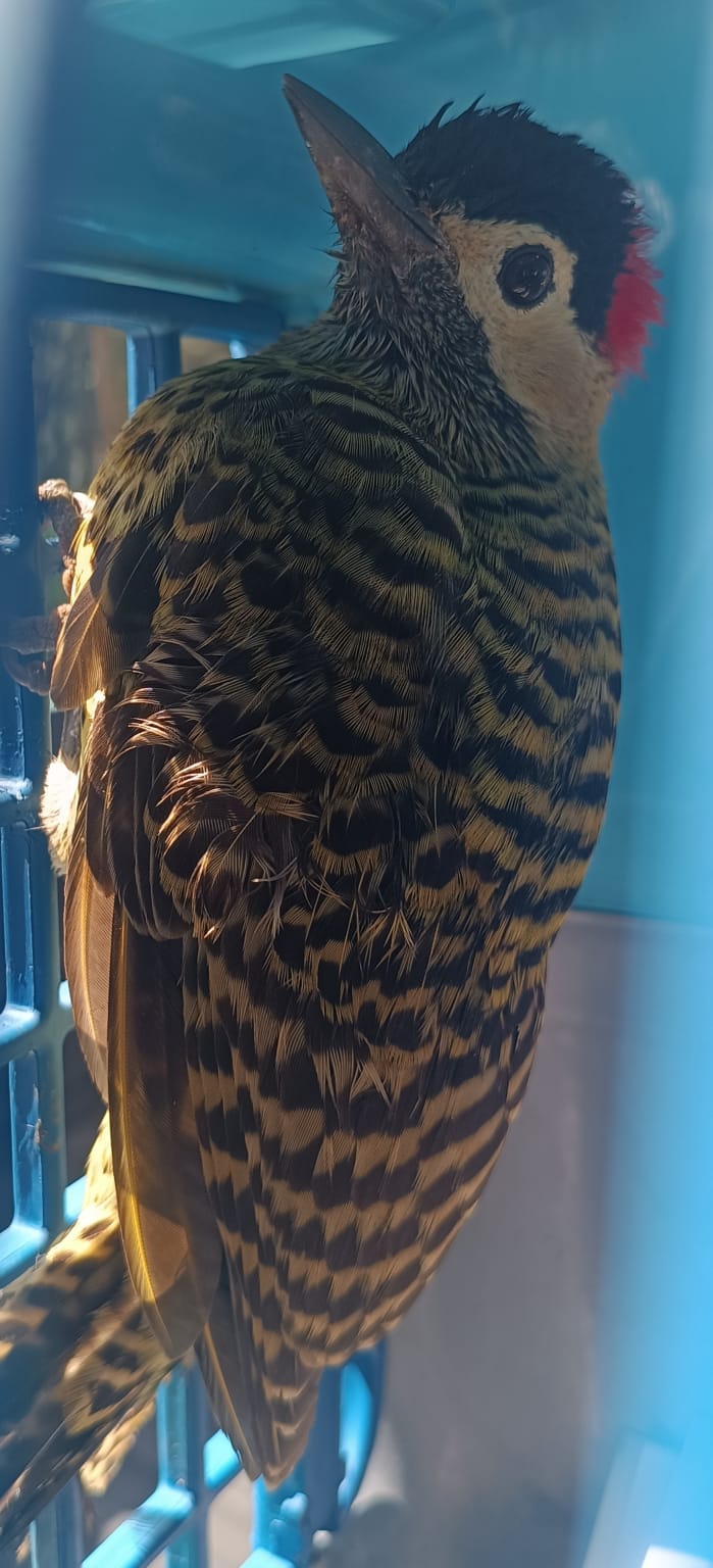 GPA resgata pica-pau e embarga lanchonete irregular